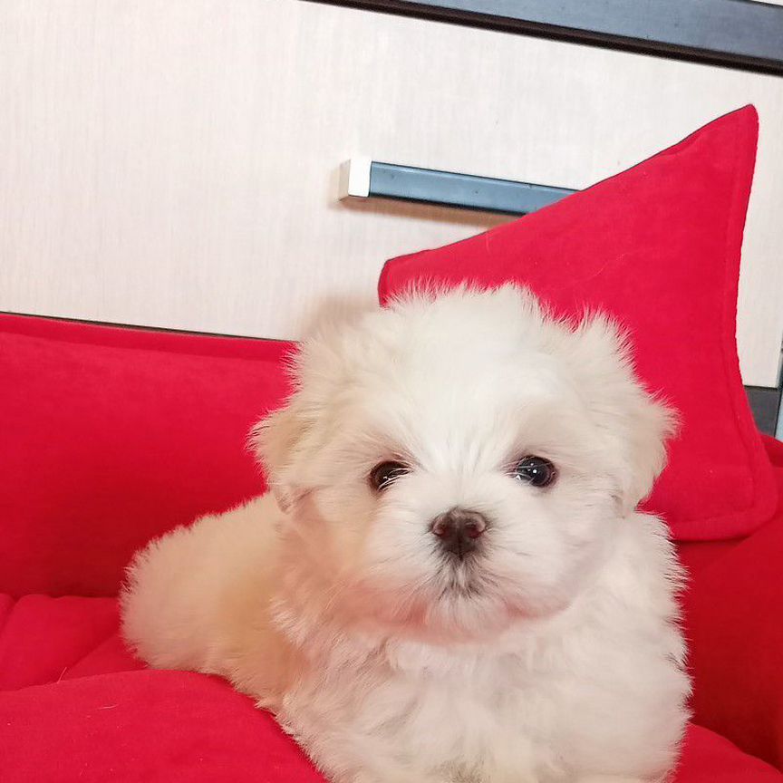 Мальтезики