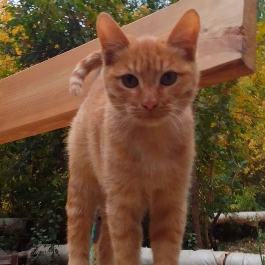 Рыжий котик ищет хозяина