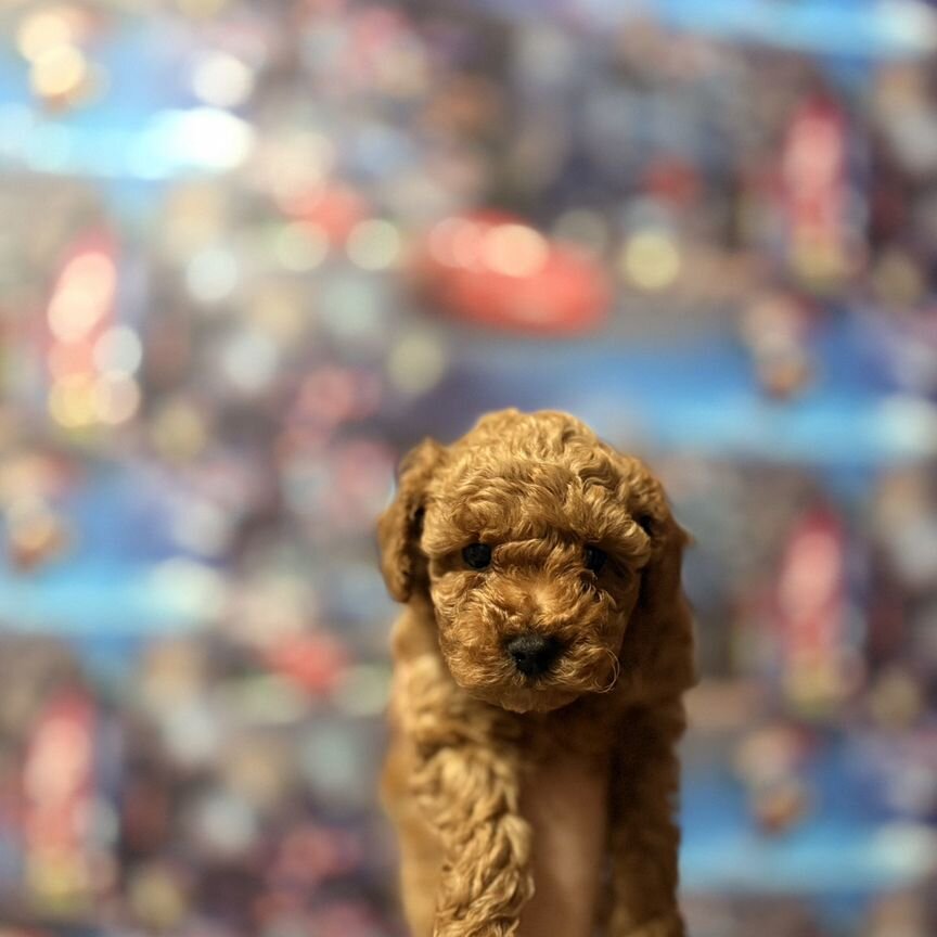 Той-пудель, щенок