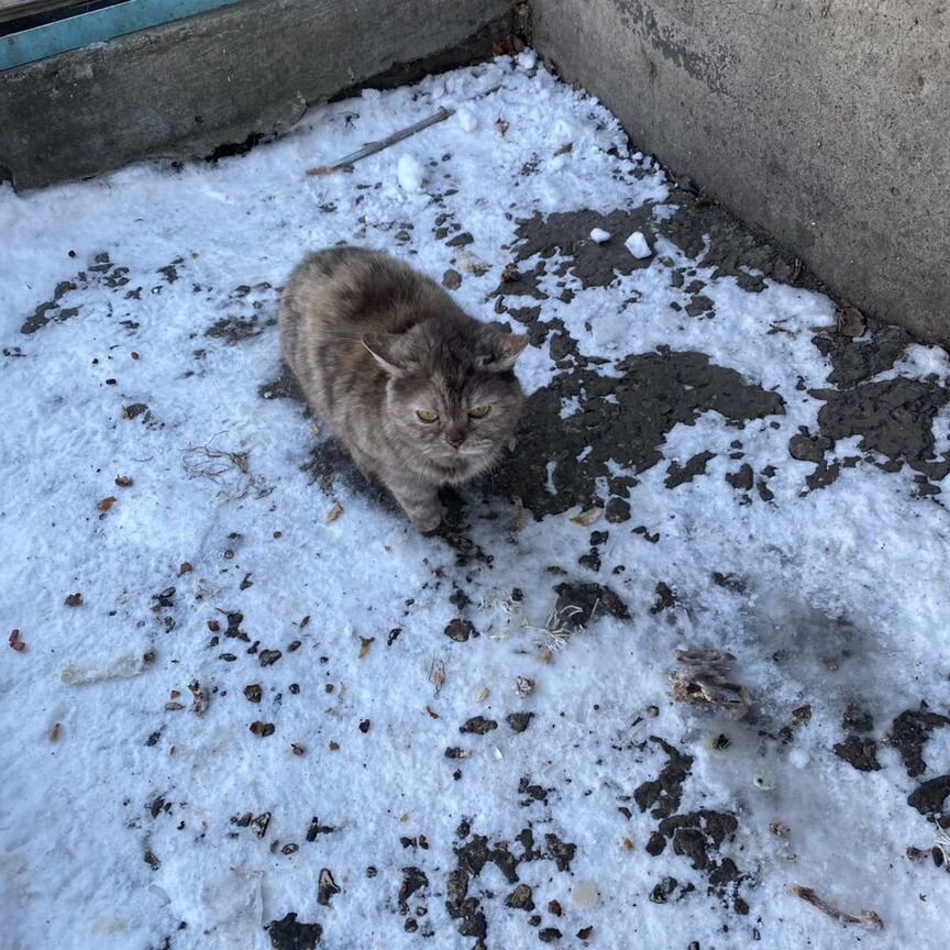 Бездомные кошки