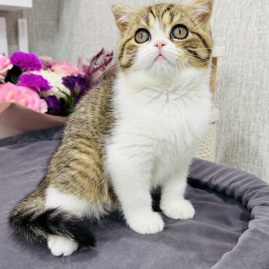 Шотландский прямоухий короткошёрстный котёнок