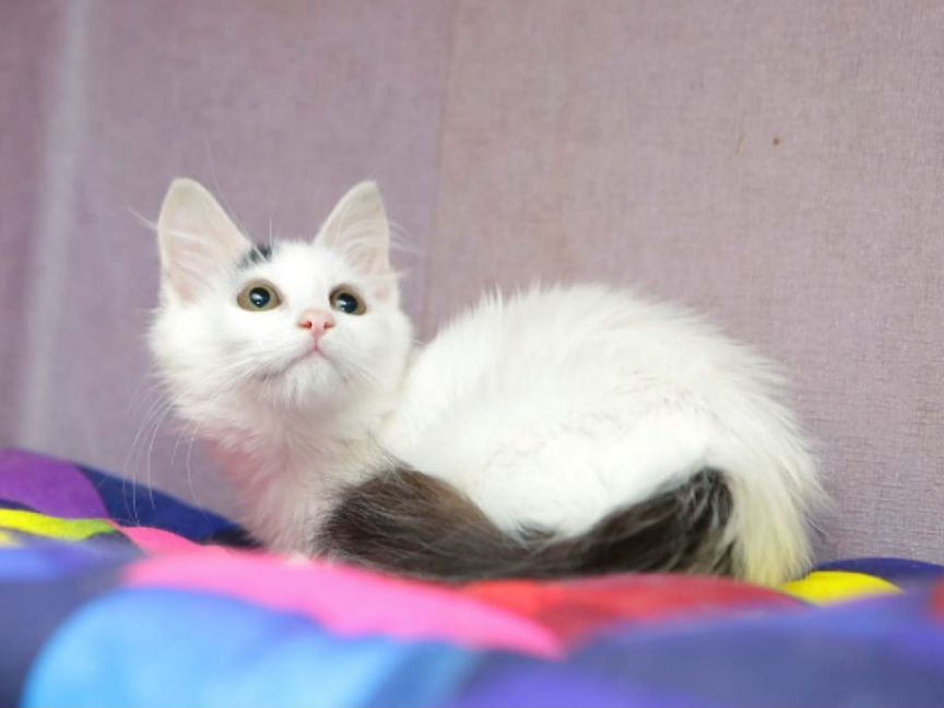 Котенок Лада в добрые ручки