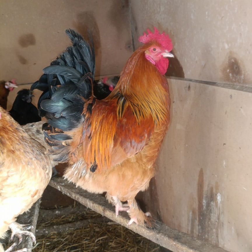 Молодые петухи