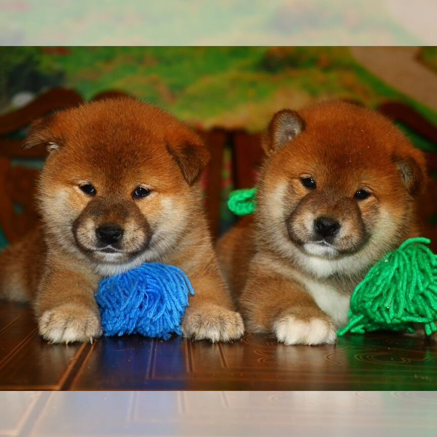 Сиба-ину, щенок