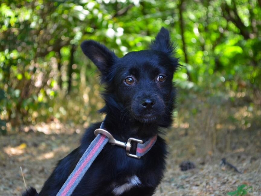 Собака мелкя в добрые руки