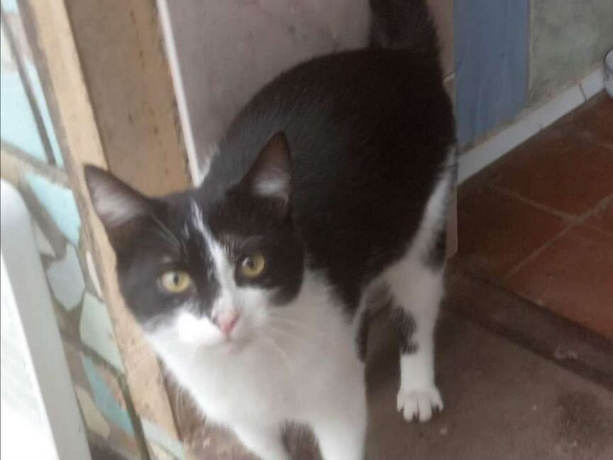 Кот