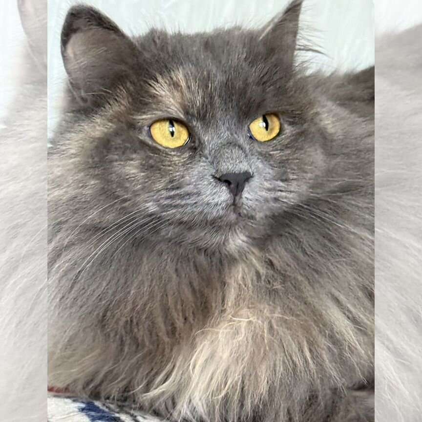Кошка