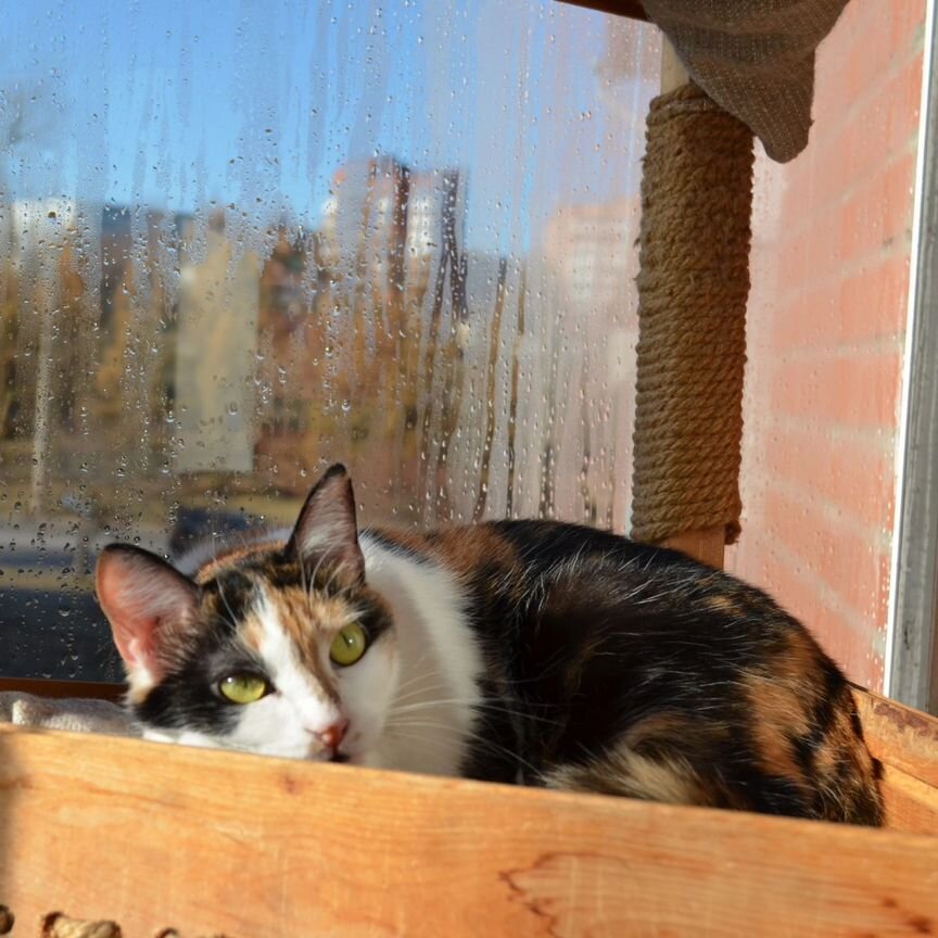 Отдам в добрые руки трехцветную кошечку