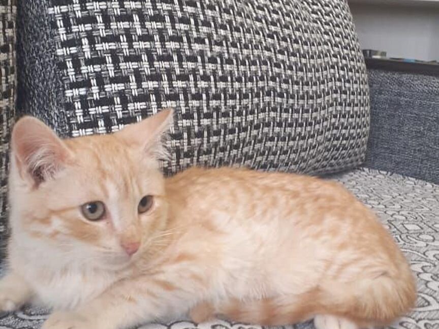 Котёнок Дана