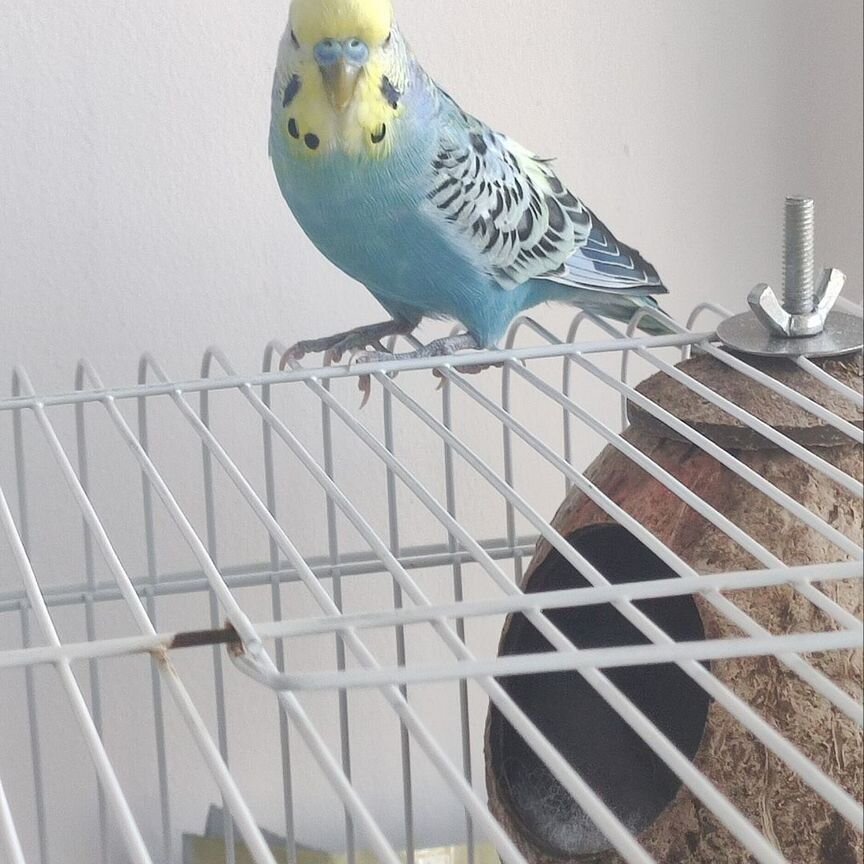 Попугай волнистый Самец