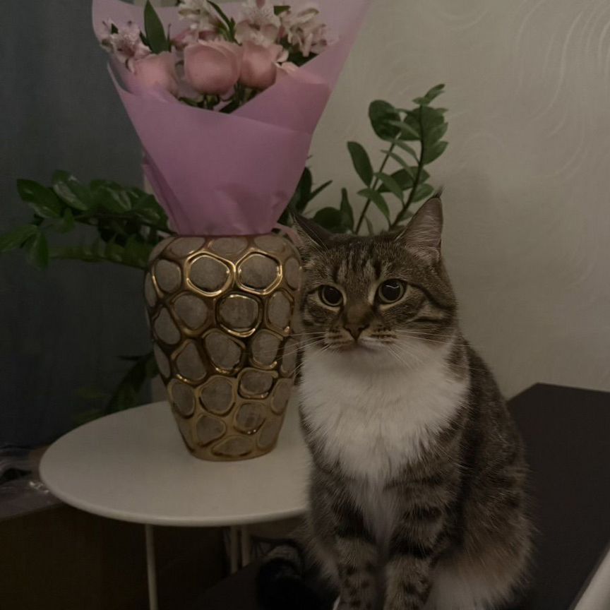 Отдам в добрые руки