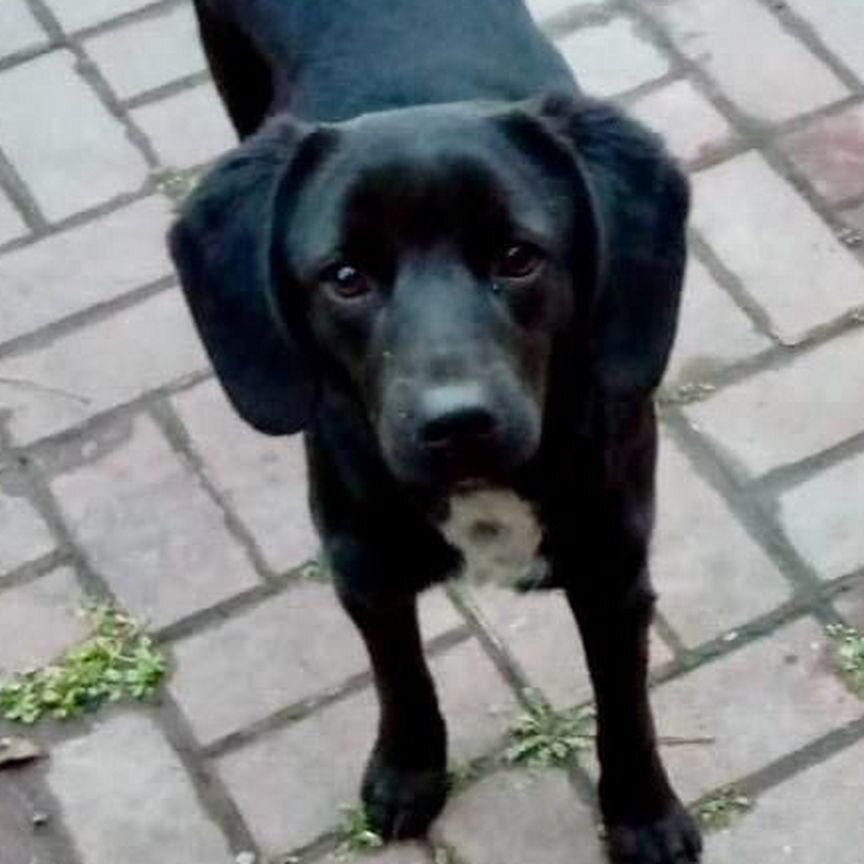 Взрослый пёс в добрые руки