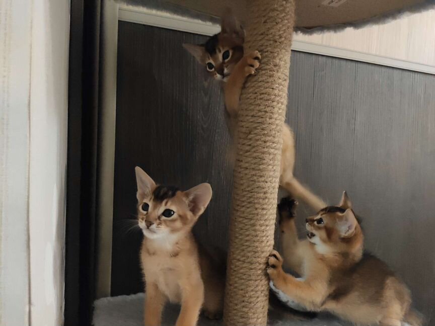 Абиссинские котята