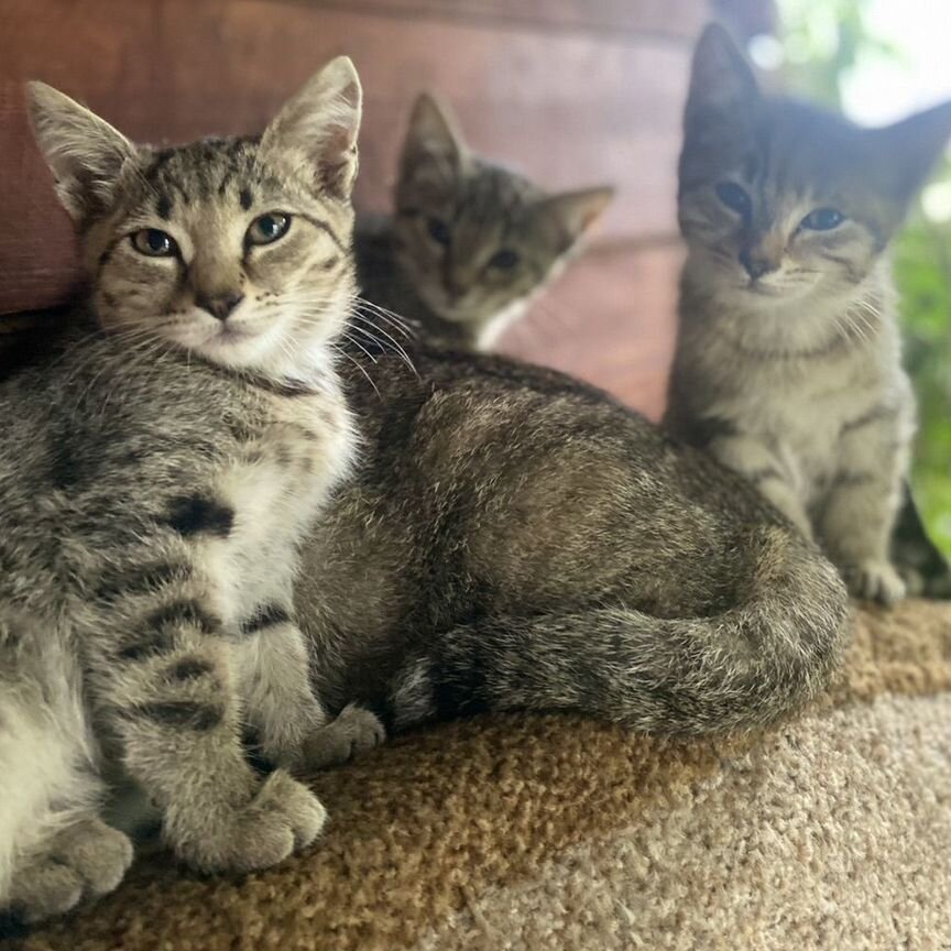 Котята