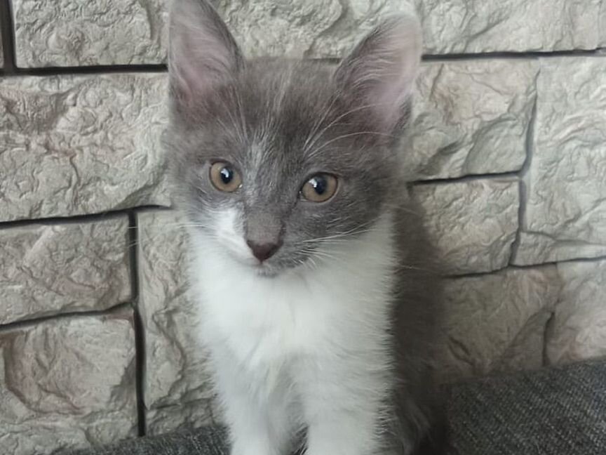 Котенок 2 мес девочка в добрые руки