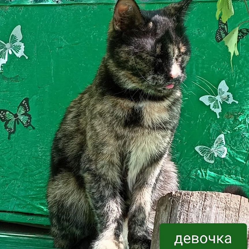 Стерильная кошечка