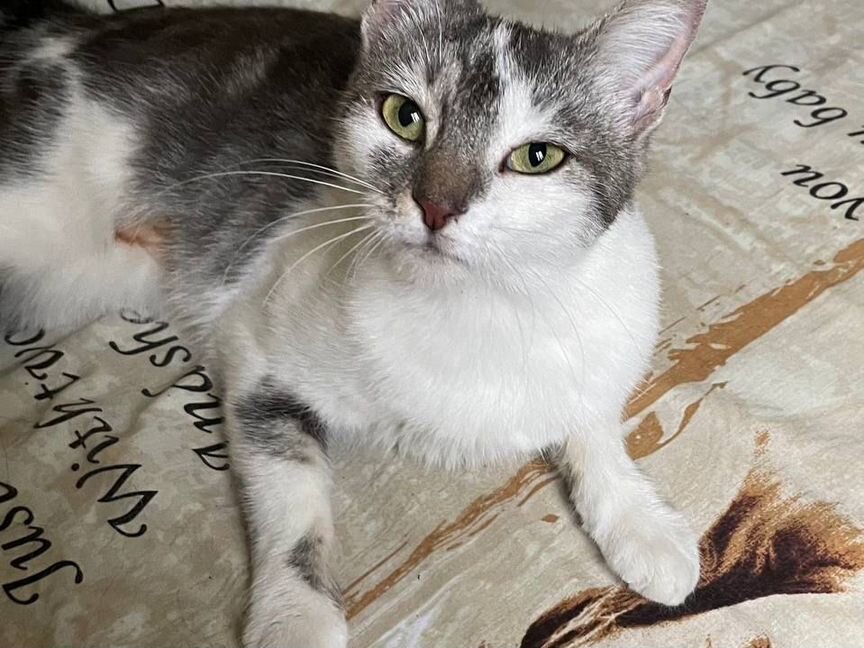 Супер кошка ищет дом