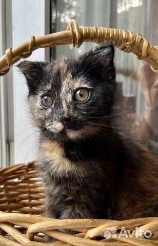 Вислоухая чудо котенок Черутти 2 месяца в дар
