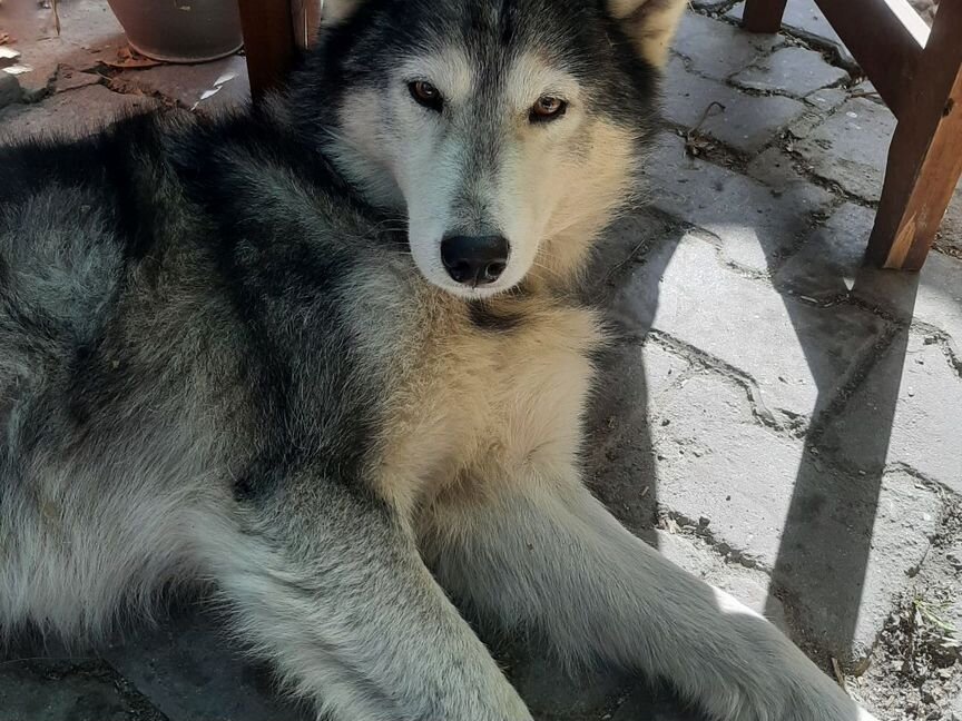 Аляскинский маламут. Бесплатно