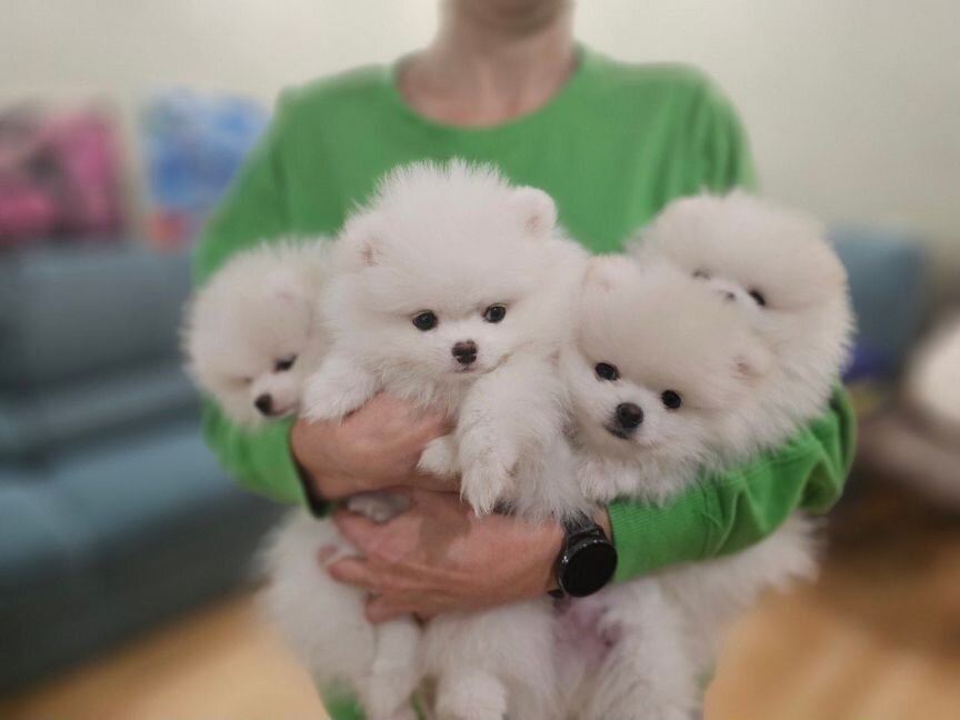 Щенки немецкого шпица