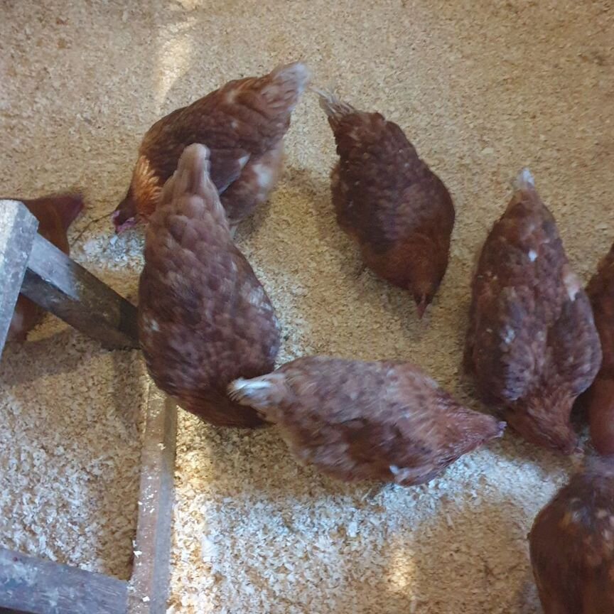 Куры несушки домашние молодые