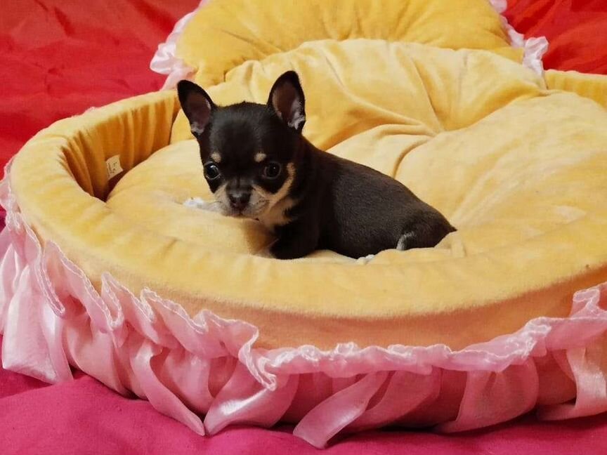 Щенки чихуахуа девочки, шоколадные