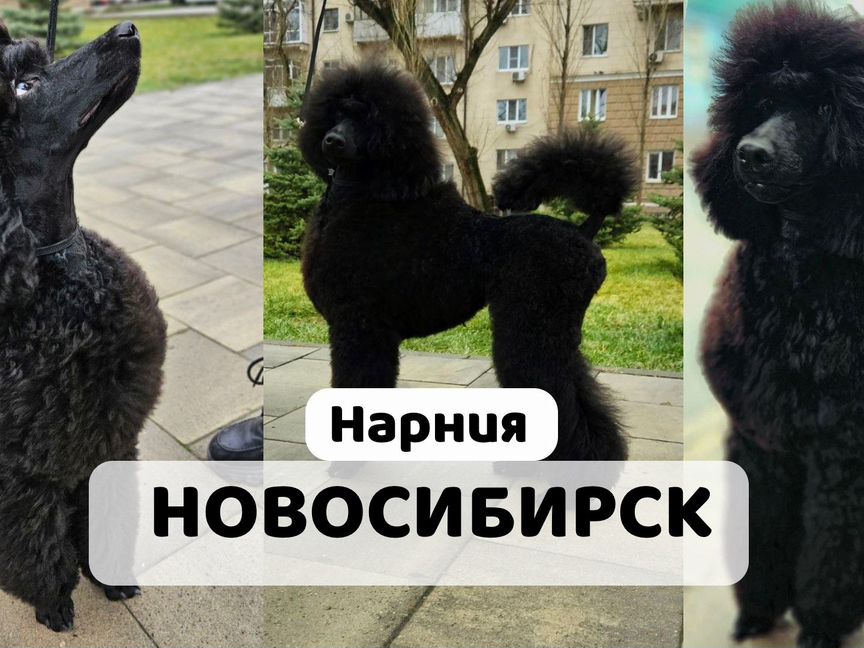 Большой Королевский пудель Новосибирск