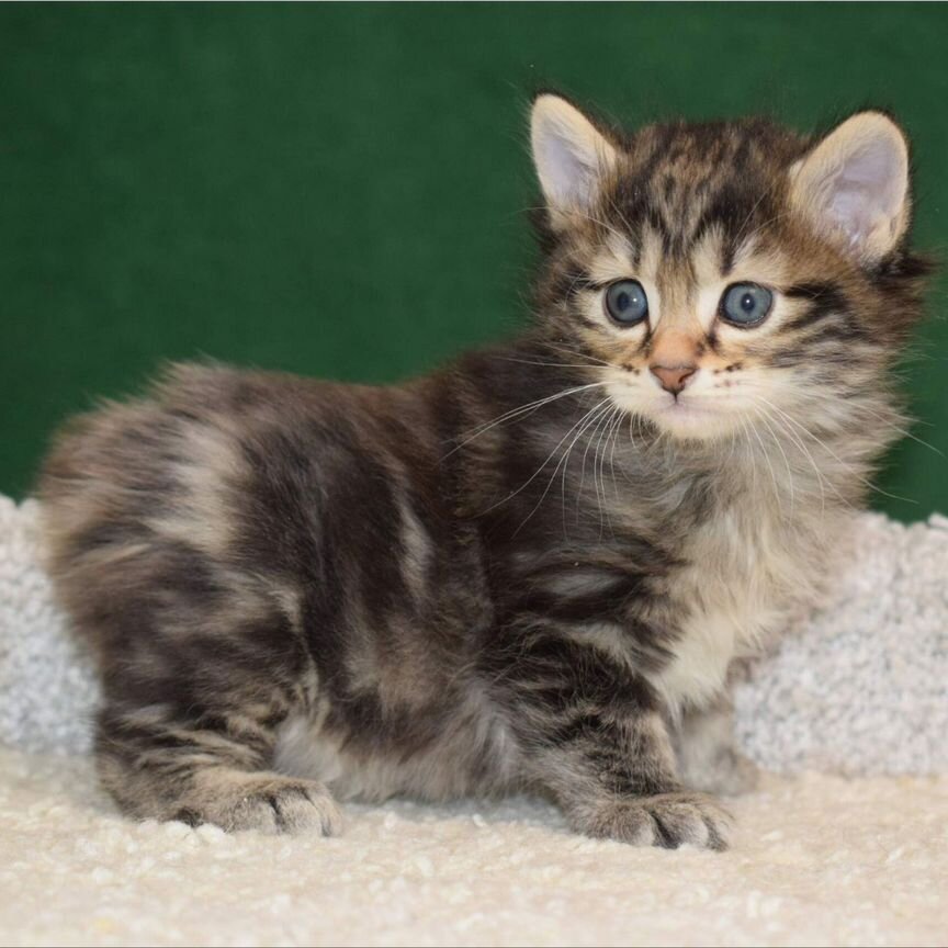 Мальчик рысенок