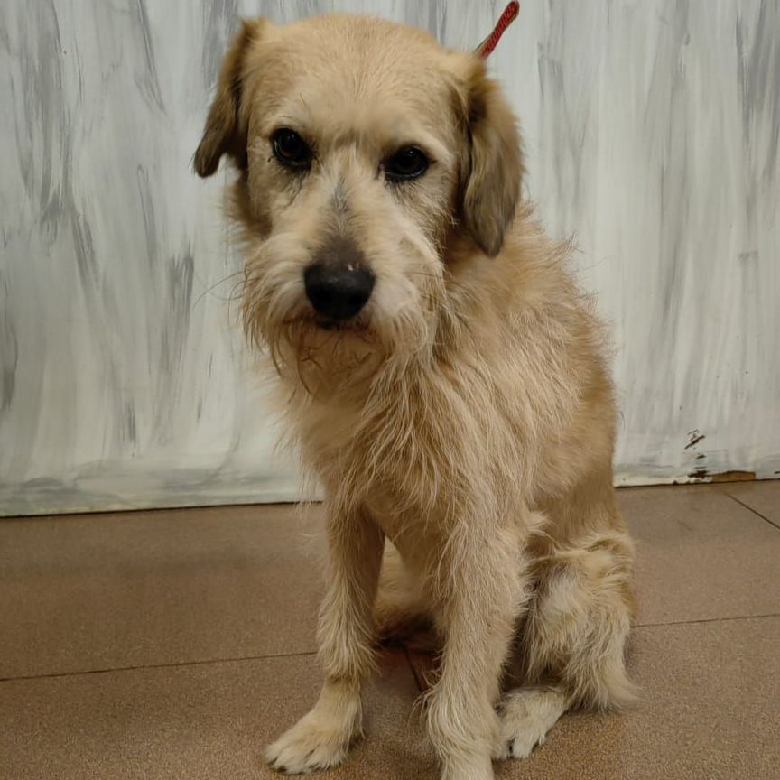 Собака в добрые руки