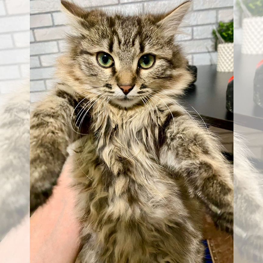 Красивые котята выброшены на смерть