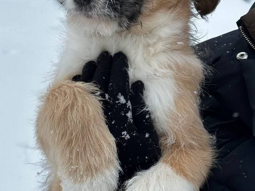 Две красотки ищут дом