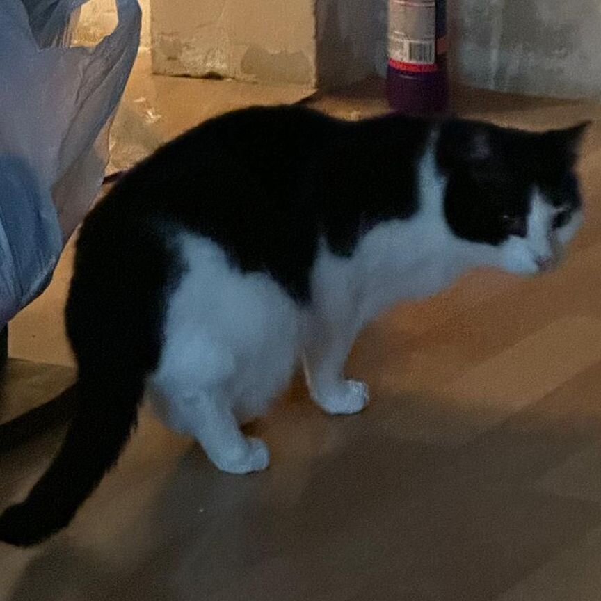 Взрослая кошка в добрые руки