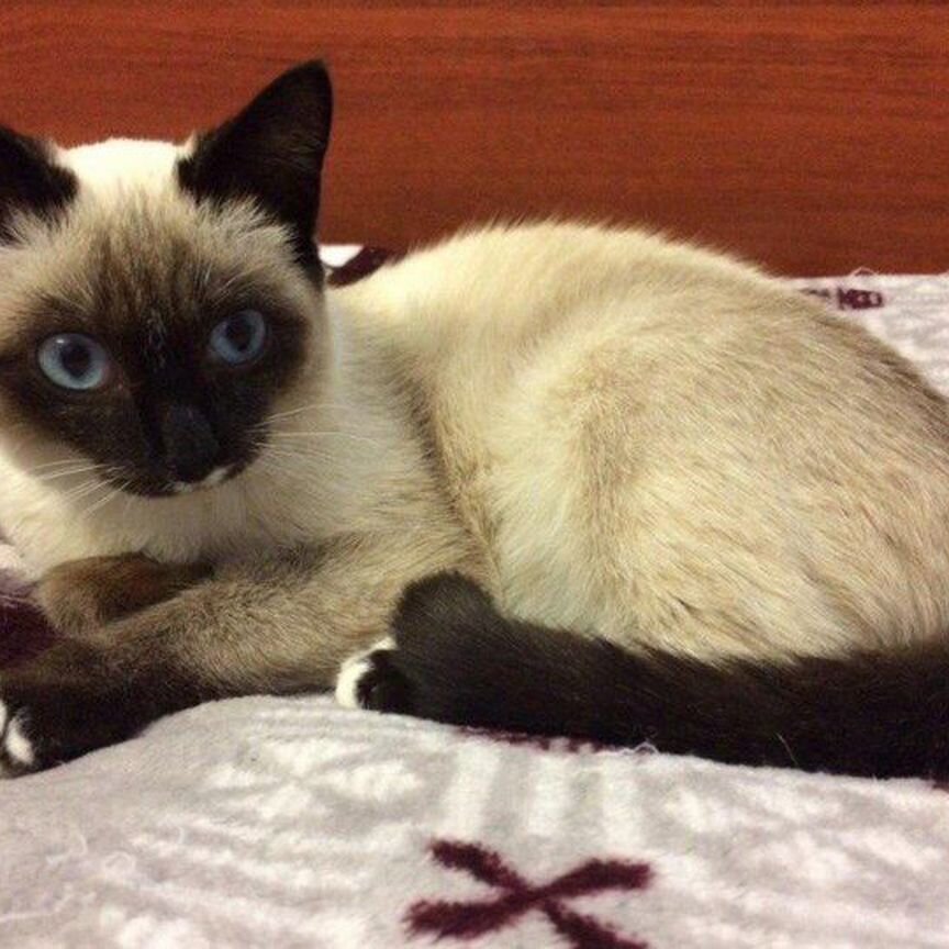 Сиамская кошечка