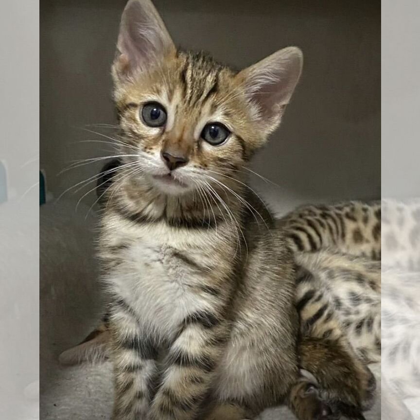 Бенгальские котята