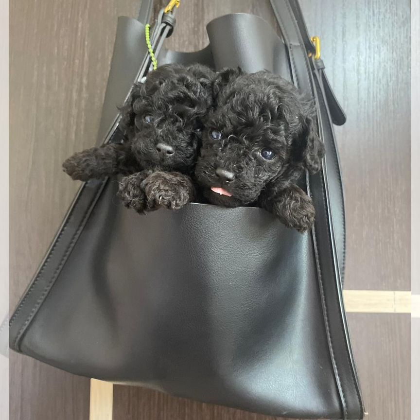 Черные жемчужинки