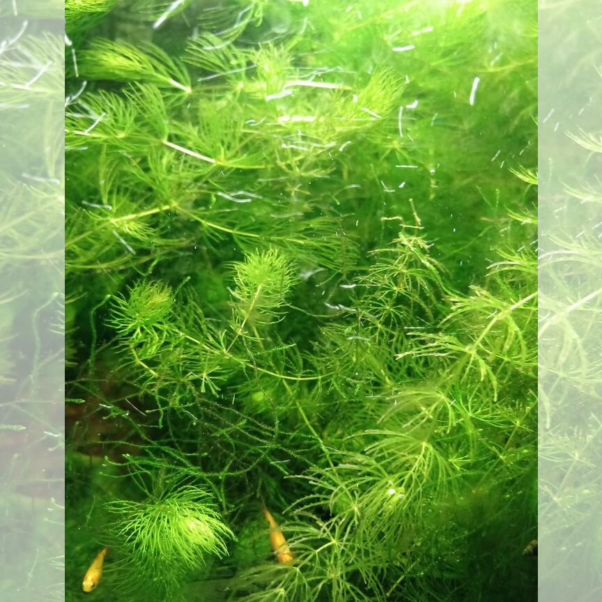 Роголистник прополка