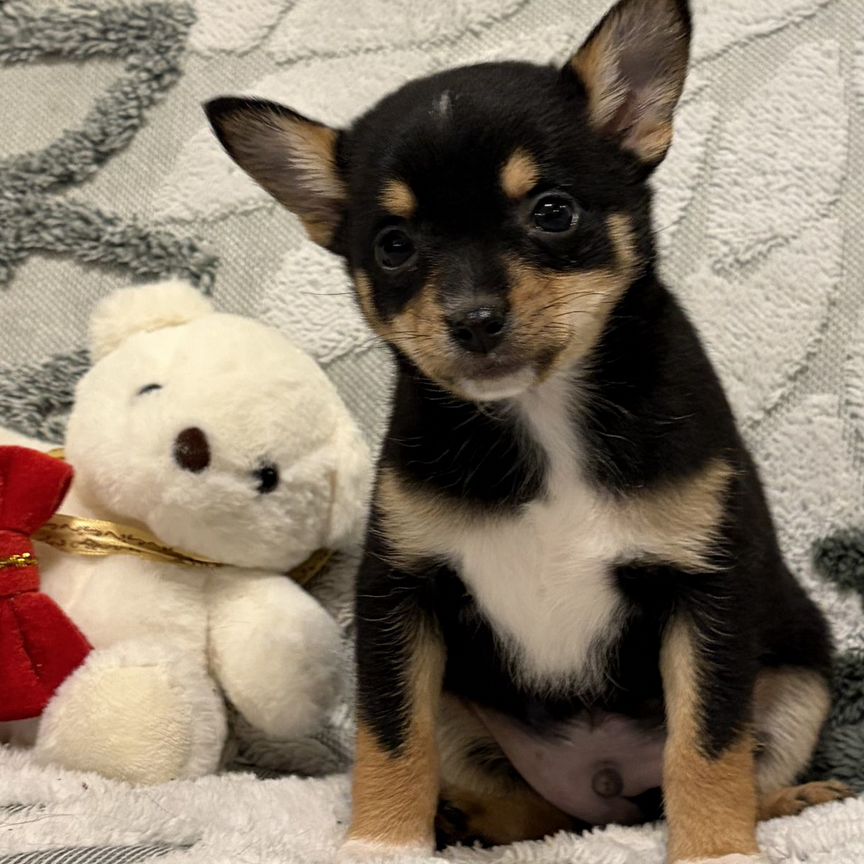 Чихуахуа, щенок