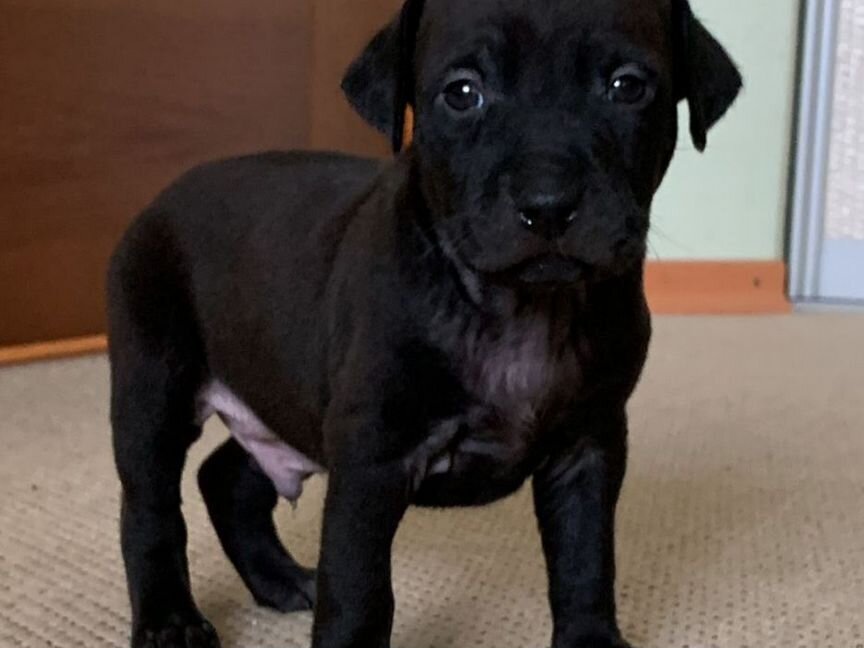 Стаффордширский терьер