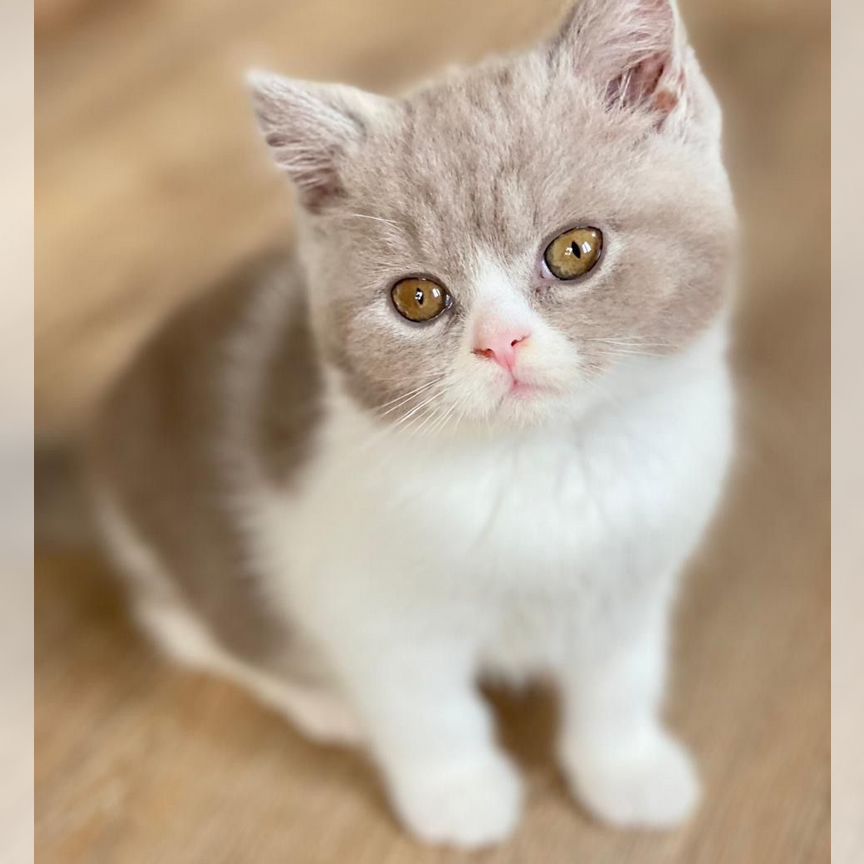 Британские котята