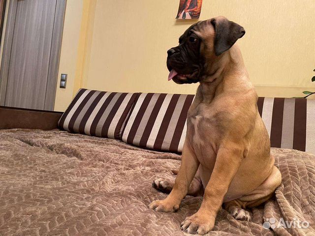 Щенки бульмастифа