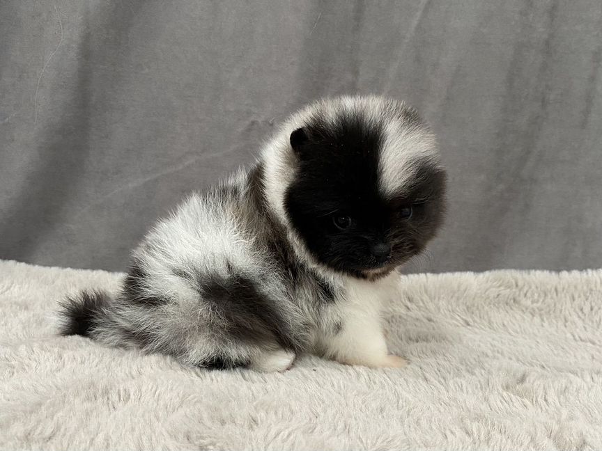 Померанский шпиц мраморный