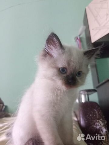 Невская маскарадная