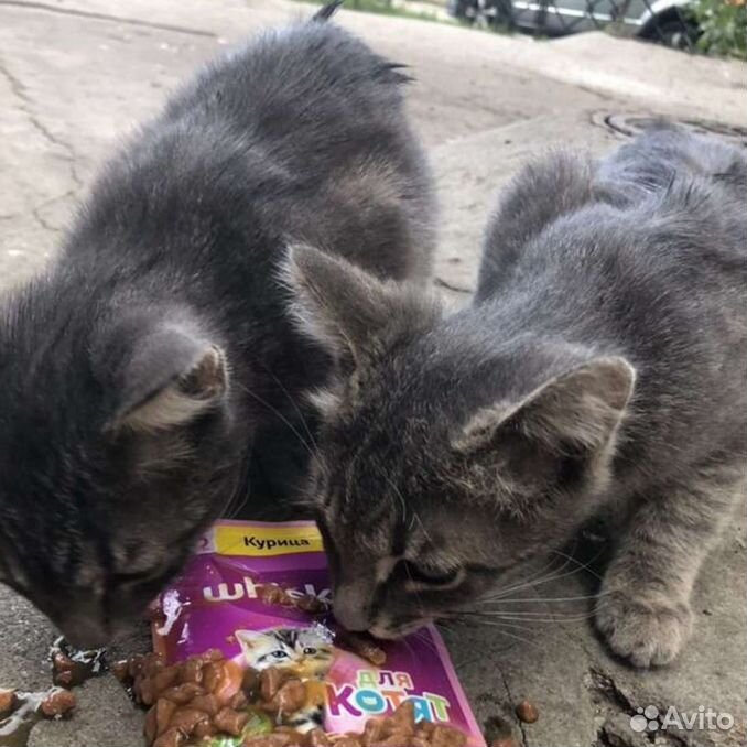 Спасем котят. Спят под дождем