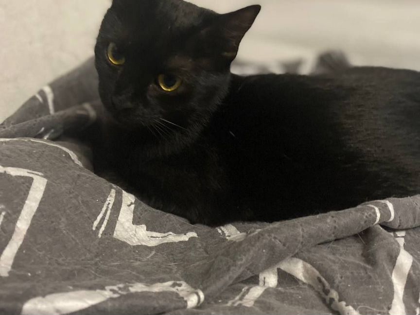 Котенок девочка в добрые руки
