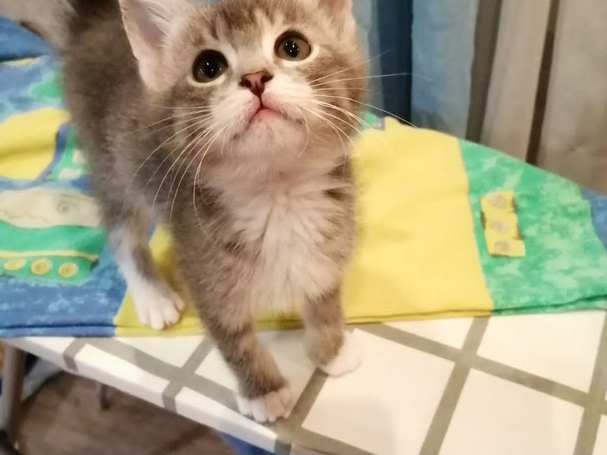 Котята девочки 2 мес