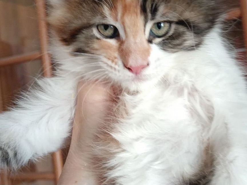 Трехцветное счастье мейн-кун