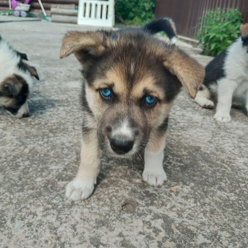 Щенята ищут дом) мама хаски папа лайка )