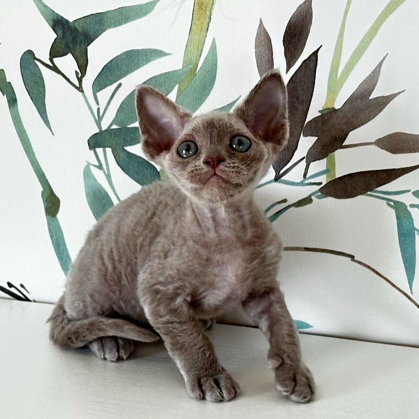 Котята девон-рекс