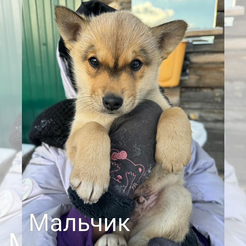 Щенок в добрые руки