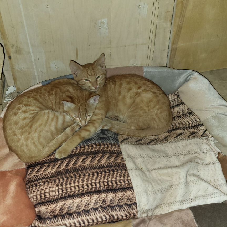 Котята рыжие